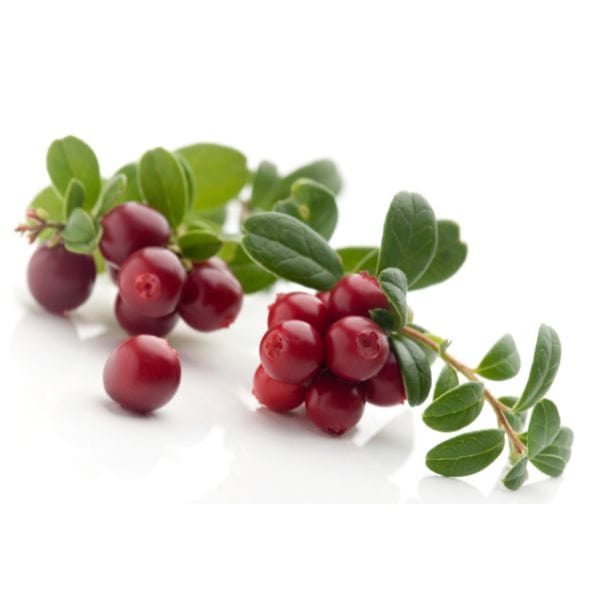 Cranberries — Melissas Produce