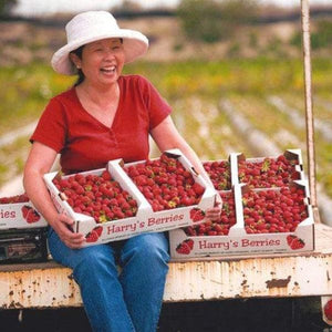 Harry's Berries Strawberries — Melissas Produce