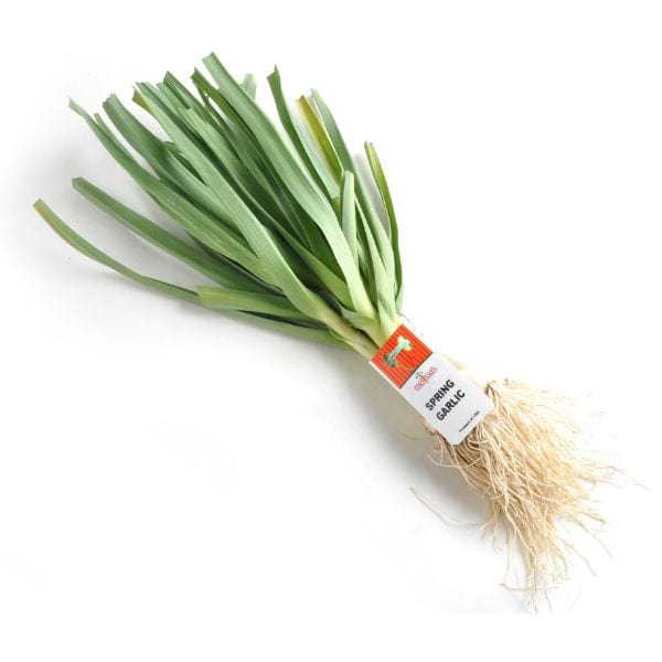 Spring Garlic — Melissas Produce
