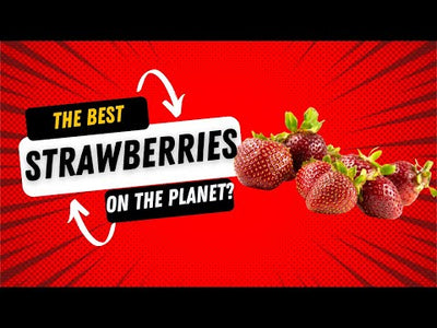 Harry's Berries Strawberries — Melissas Produce