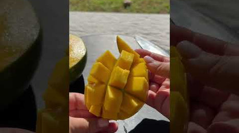 Pink Elephant Mangos — Melissas Produce