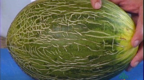 Golden Hami Melons — Melissas Produce