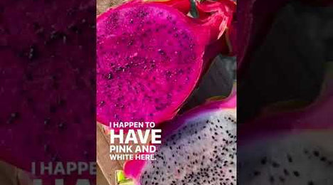 Tropical Flight™ (Dragon Fruit Variety Pack) — Melissas Produce