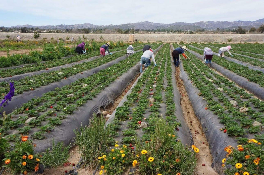 Harry's Berries Strawberries — Melissas Produce