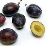 Italian Prune Plums — Melissas Produce