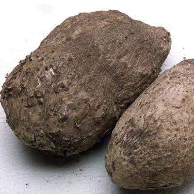 Name Root — Melissas Produce
